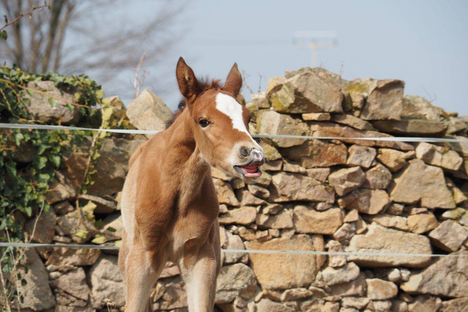 Abraxans - Abraxan Horses sind geflügelte Pferde mit magischen Kräften.