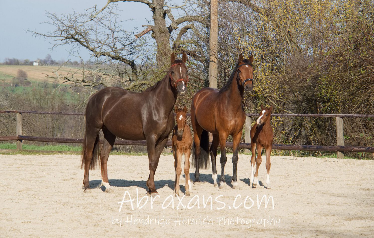 Abraxans - Abraxan Horses sind geflügelte Pferde mit magischen Kräften.